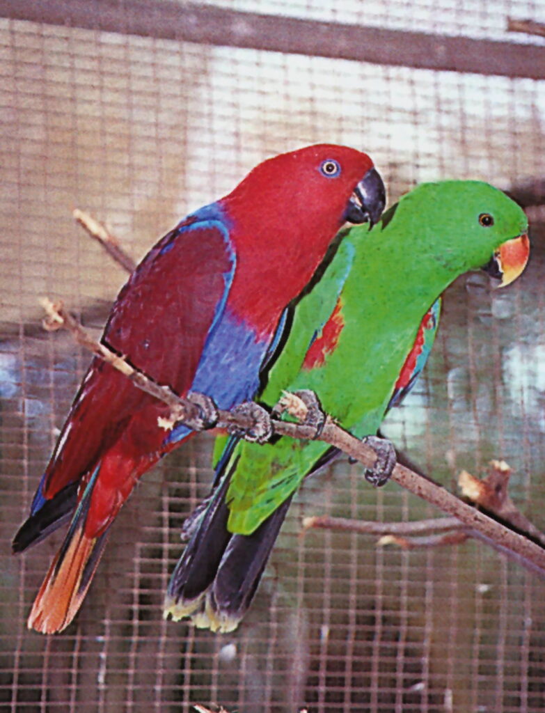 Breeding-Pr.-of-Australian-Eclectus. | Eclectus Parrots